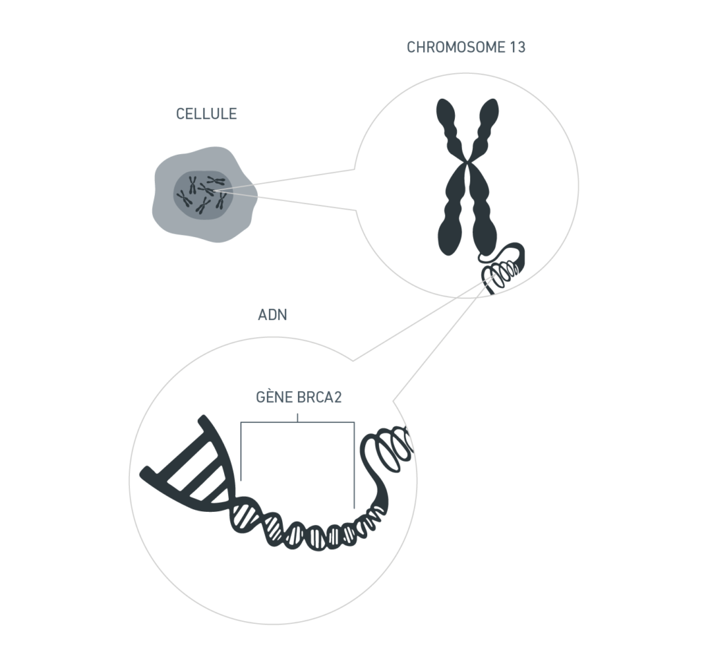 Les gènes BRCA2